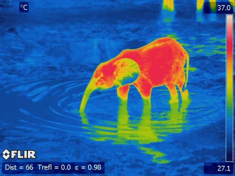 Night Gallery – Elephant Listening Project