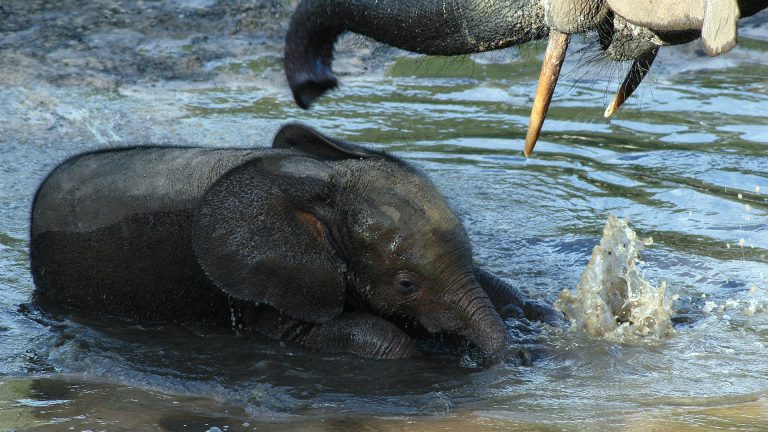 Elephant Listening Project